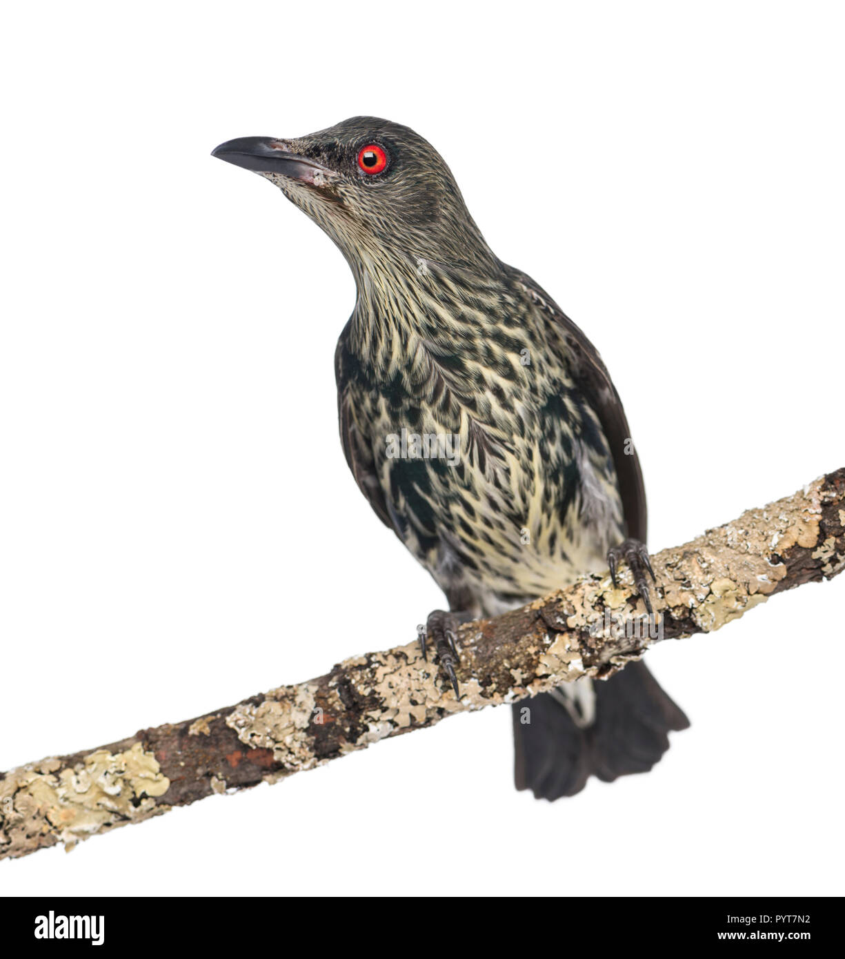Juvenile Metallic Starling - Aplonis metallica - Isolated on white ...