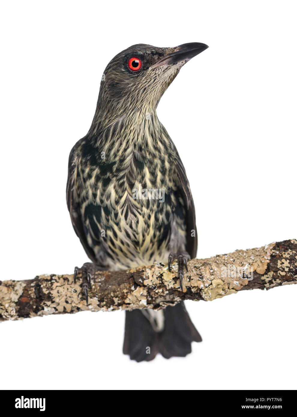 Gray starling Cut Out Stock Images & Pictures - Alamy