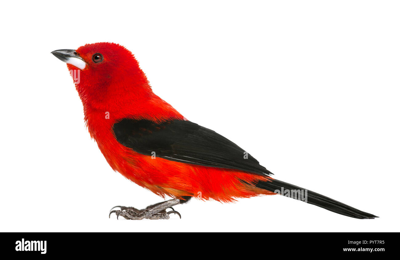 Brazilian Tanager - Ramphocelus bresilius - isolated on white Stock ...