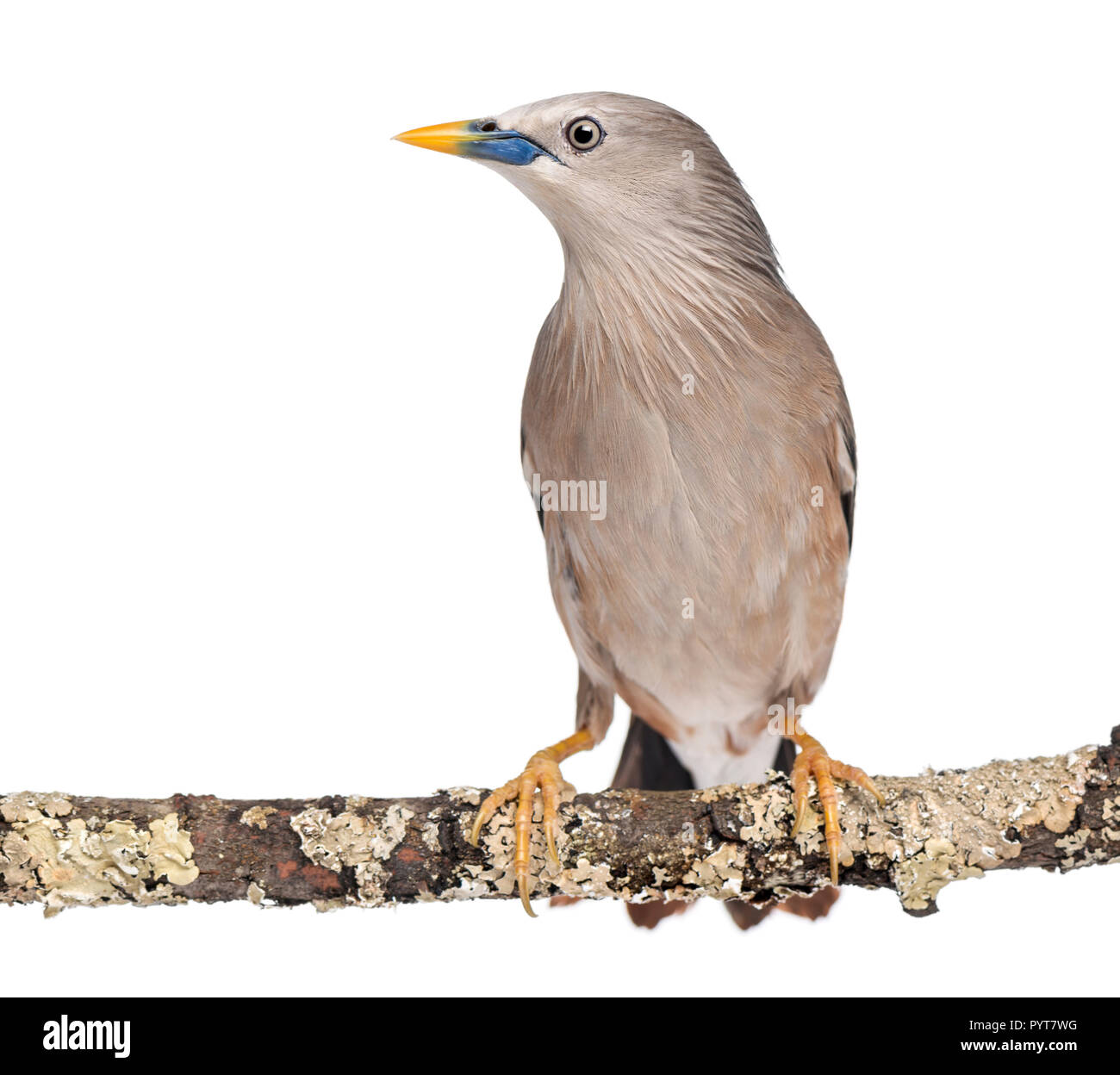 Chestnut-tailed Starling perched on a branch - Sturnia malabarica Stock ...