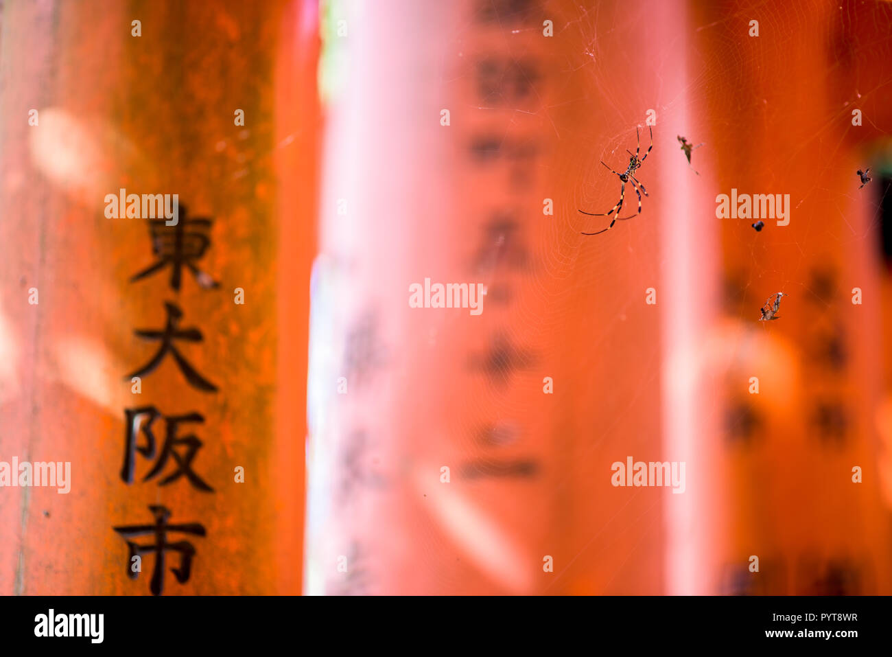 Spider on Fushimi Inari gates in Kyoto, Japan Stock Photo - Alamy