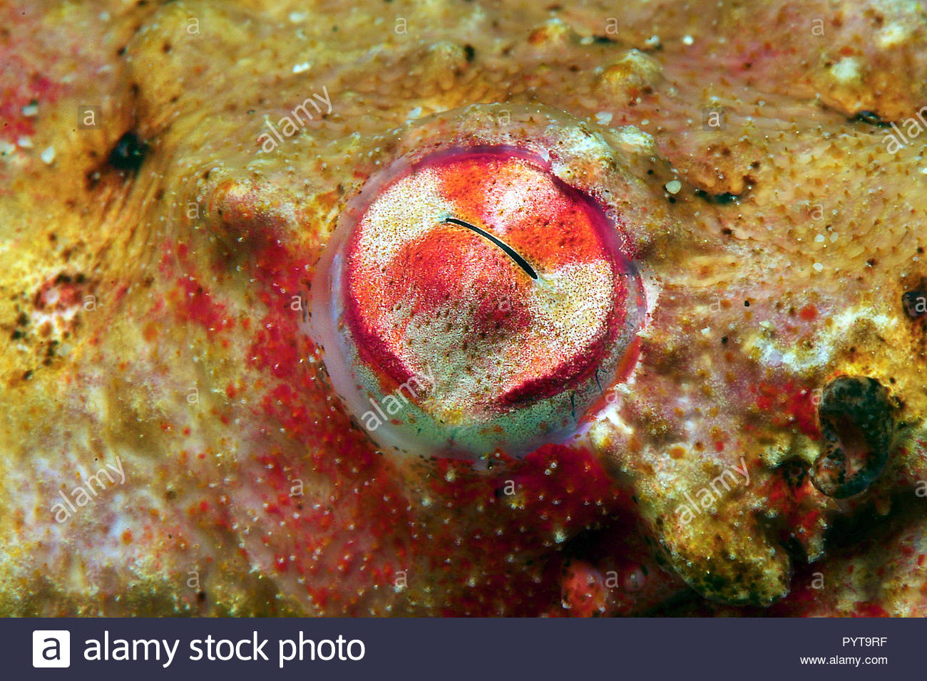 Snake Eel Stock Photos & Snake Eel Stock Images - Alamy