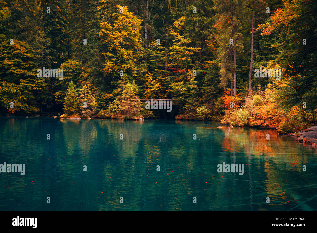 Autumn time at romantic forest lake Blausee, one of the best known ...
