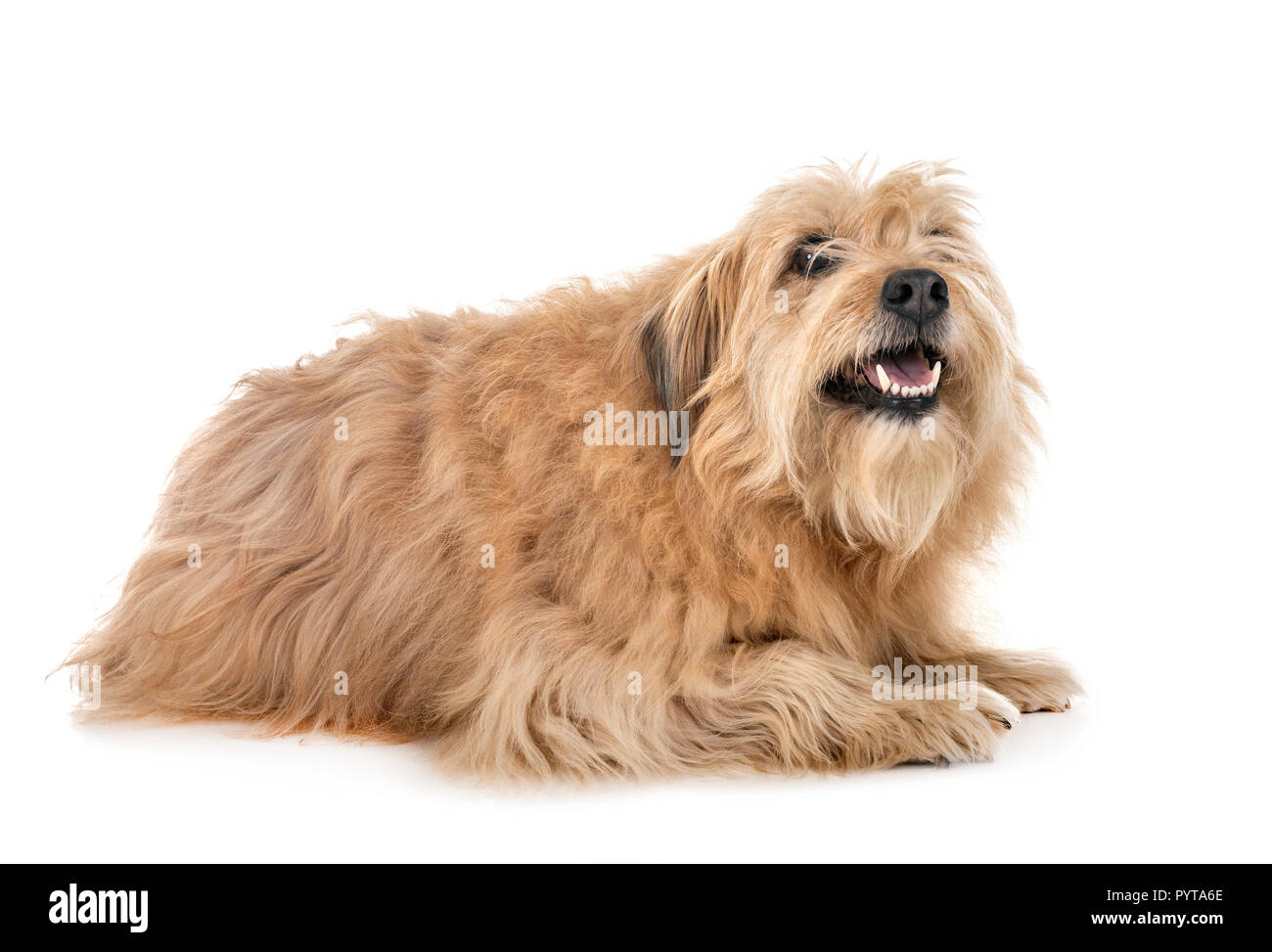 pyrenean shepherd in front of white background Stock Photo - Alamy