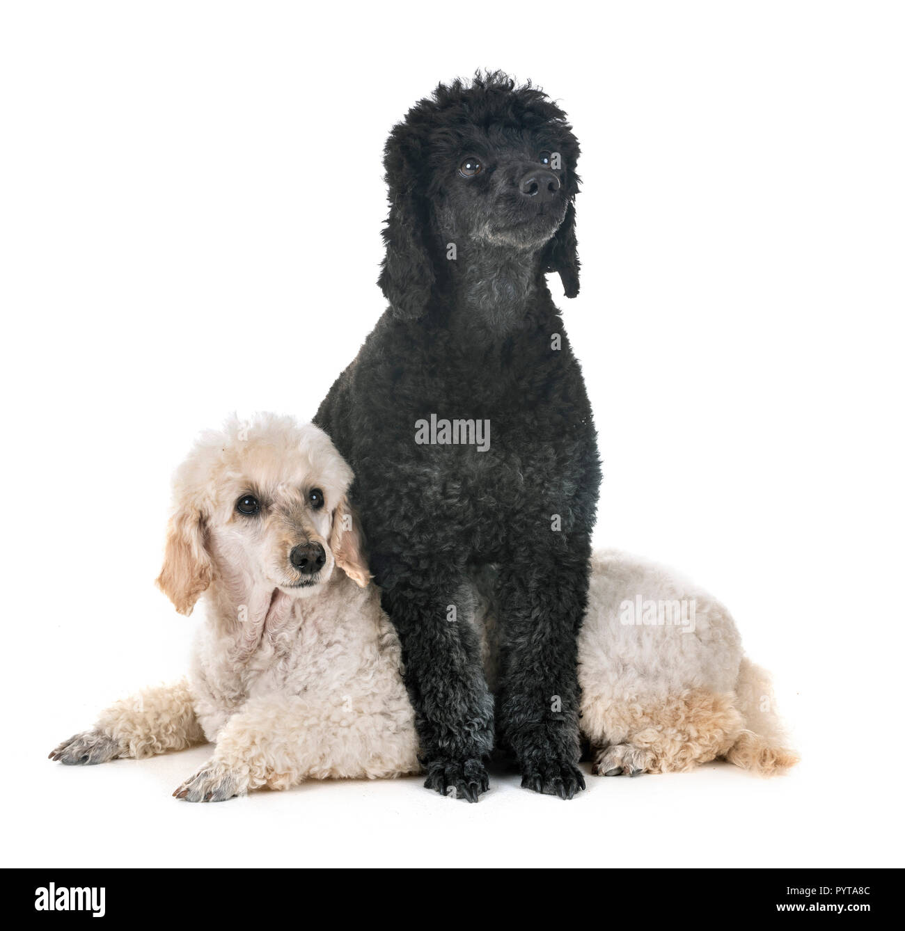 young poodle in front of white background Stock Photo - Alamy