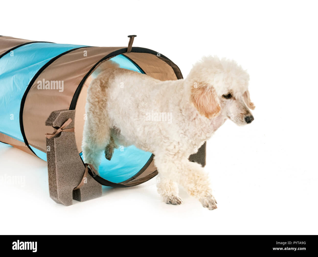 training of agility in front of white background Stock Photo - Alamy