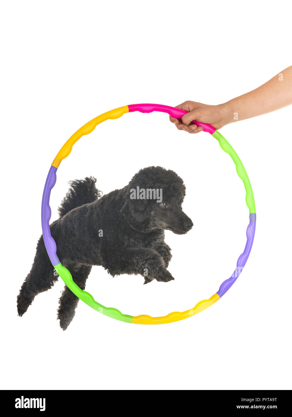 training of agility in front of white background Stock Photo - Alamy