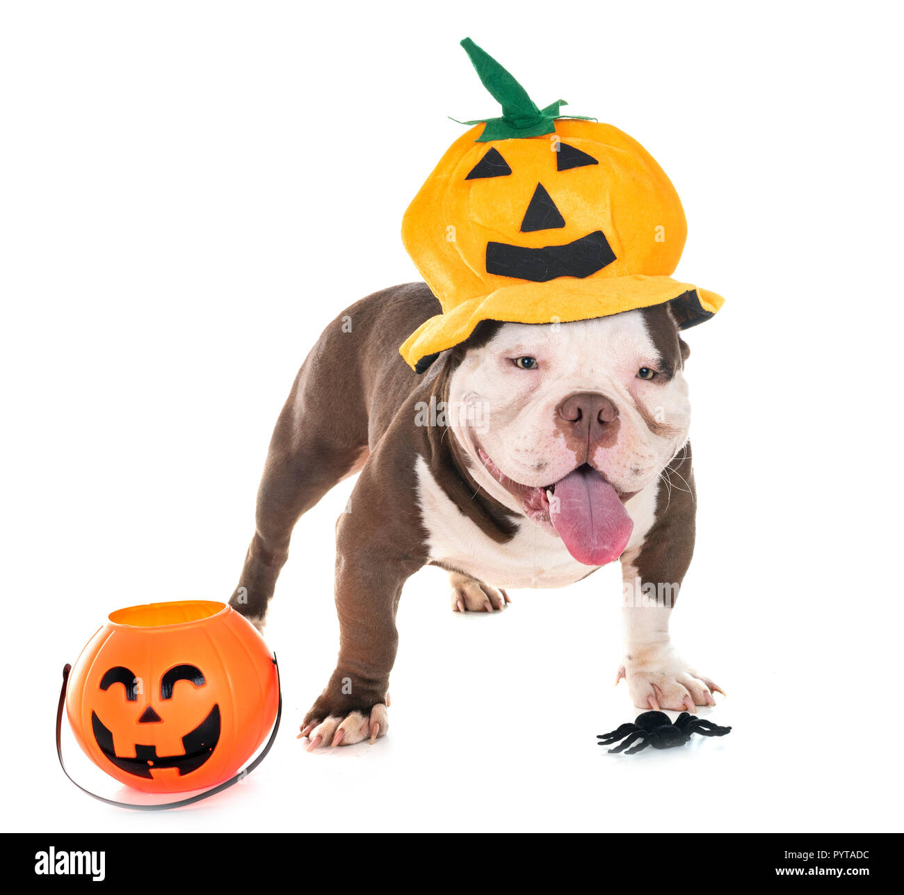 male american bully in front of white background Stock Photo - Alamy