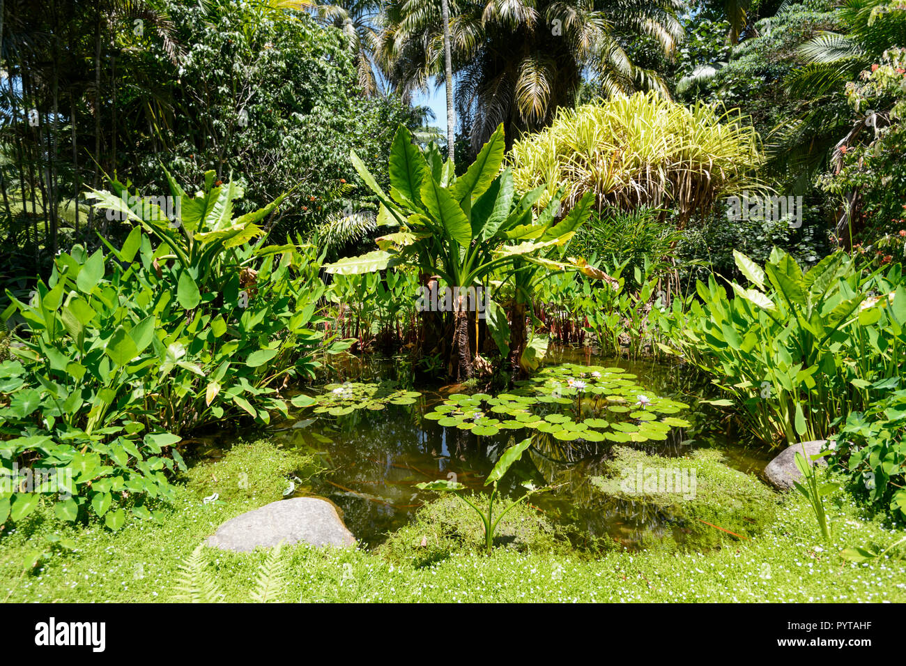 Pond with water lilies and lush vegetation, in Cairns Botanic Gardens ...