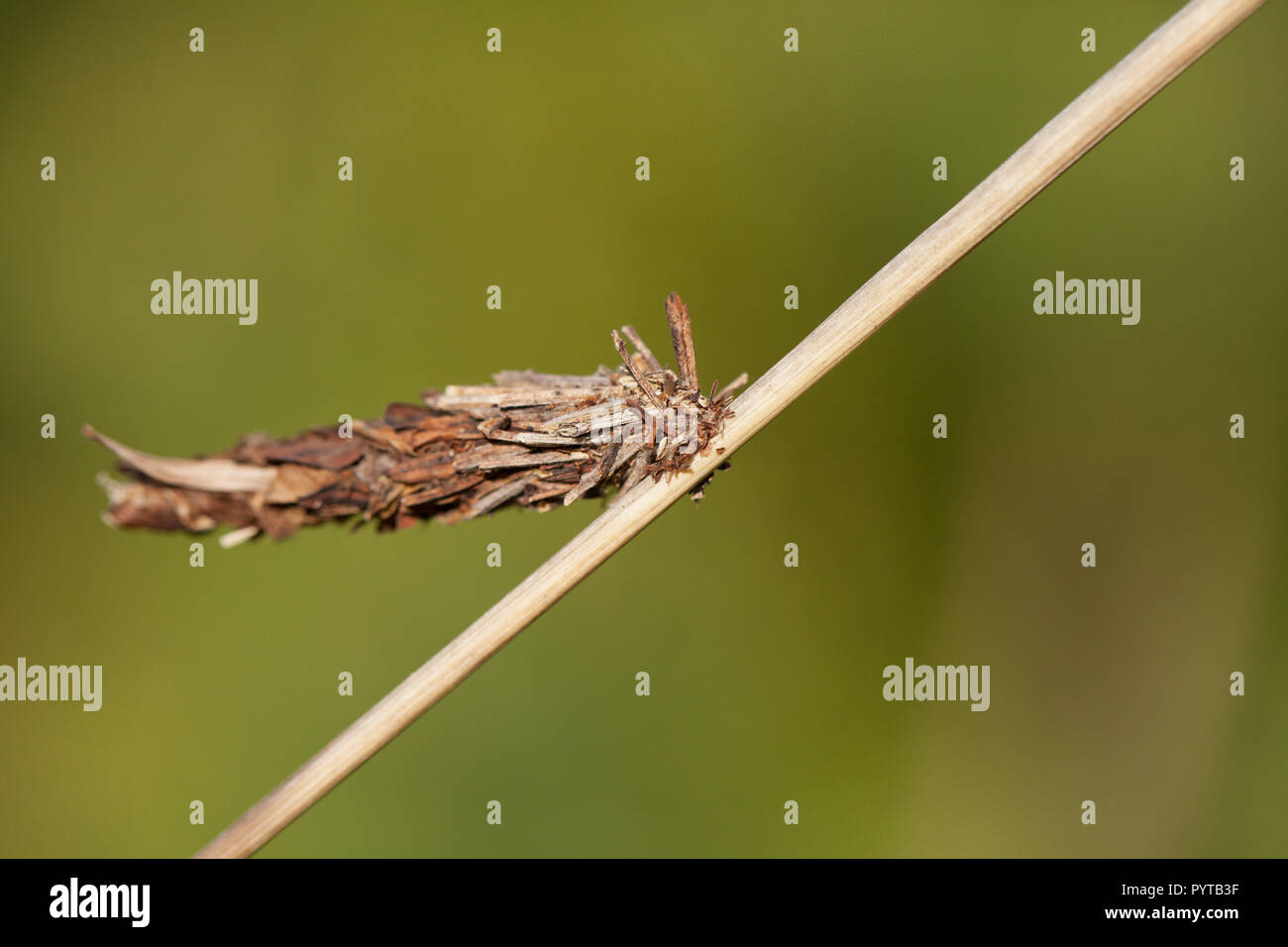 Bagworm moth hi-res stock photography and images - Alamy