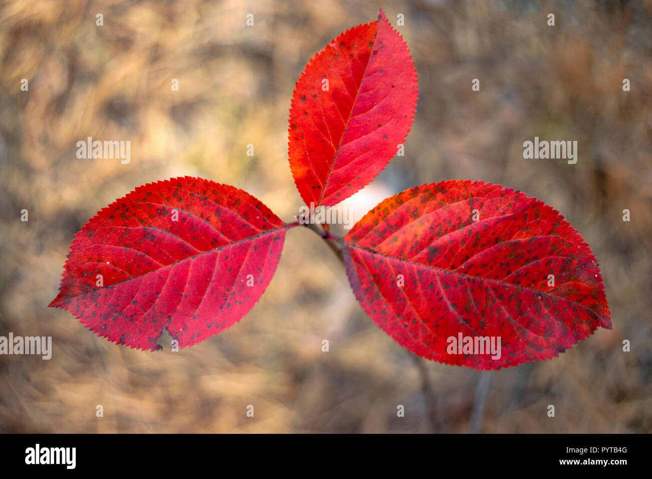 Three Red, Cinnabar Color Leaves Of Mayday Tree (Prunus Padus) In The ...