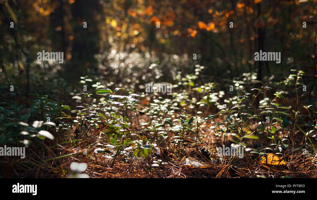 Backlit Shrubs Of Lingonberry, Cowberry Or Vaccinium Vitis-Idaea In The ...
