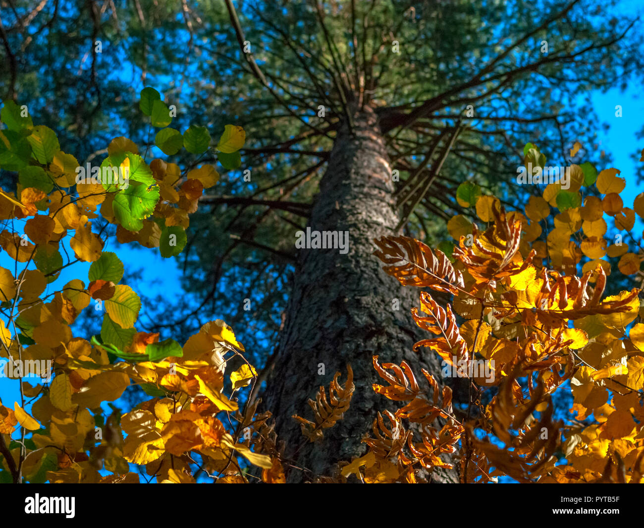 Looking Up The Trunk Of Pine Tree, The Bright Crown Of Green, Yellow ...