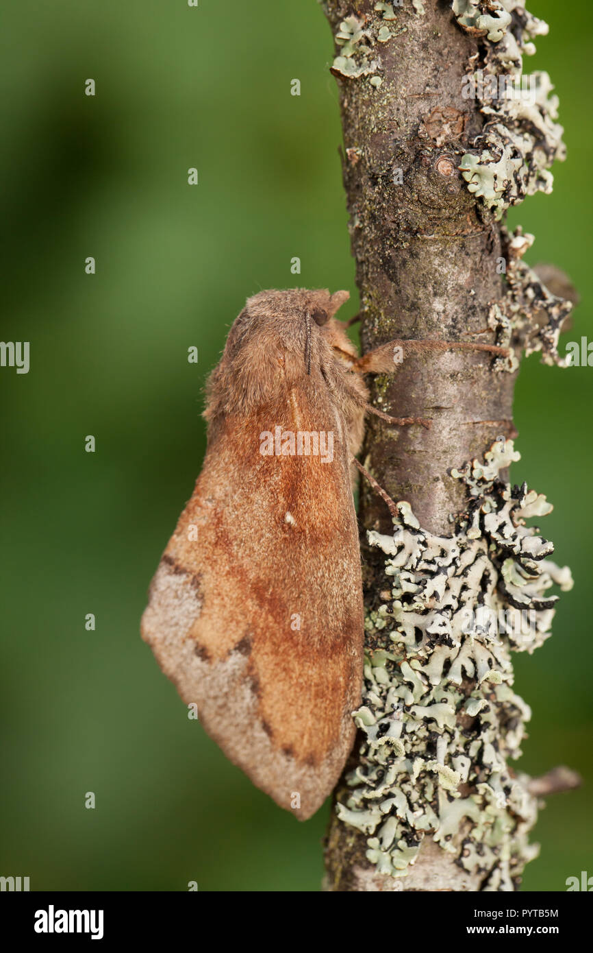 Lappet moth pine tree hi-res stock photography and images - Alamy
