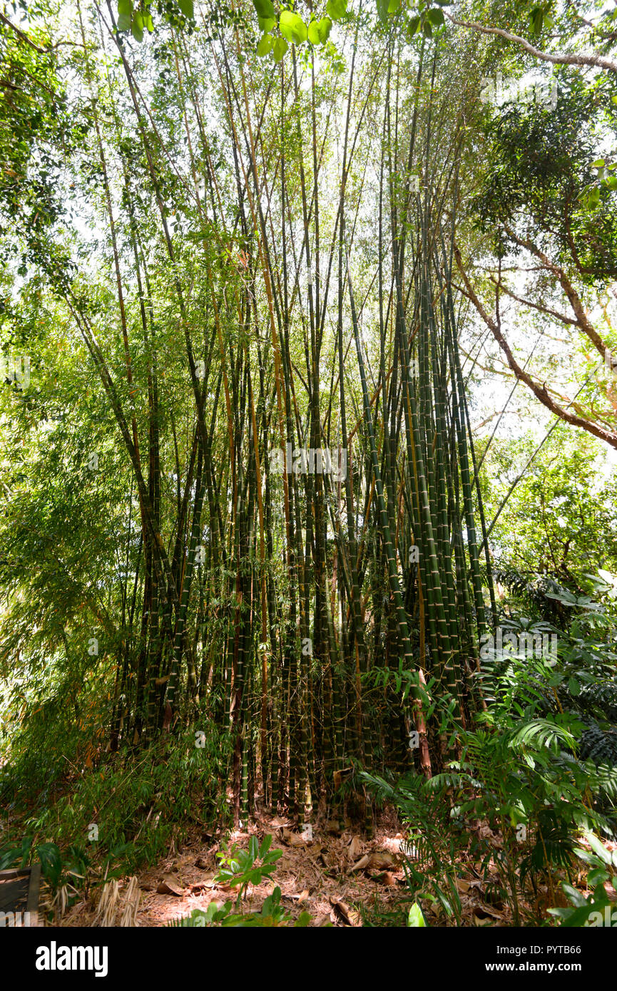 Chinese fish pole bamboo hi-res stock photography and images - Alamy