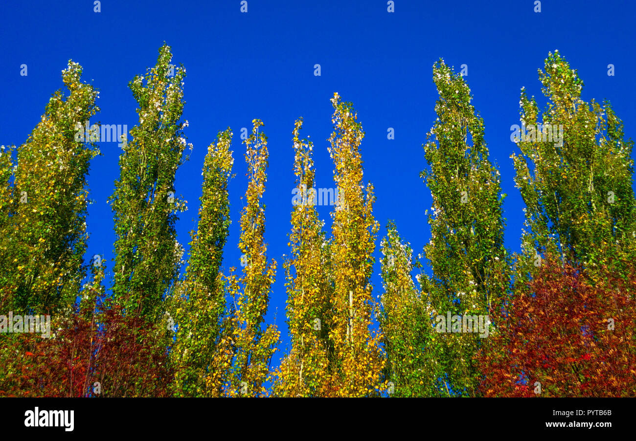 Lombardy Poplar Tree Tops Against Blue Sky On A Windy Day. Abstract ...