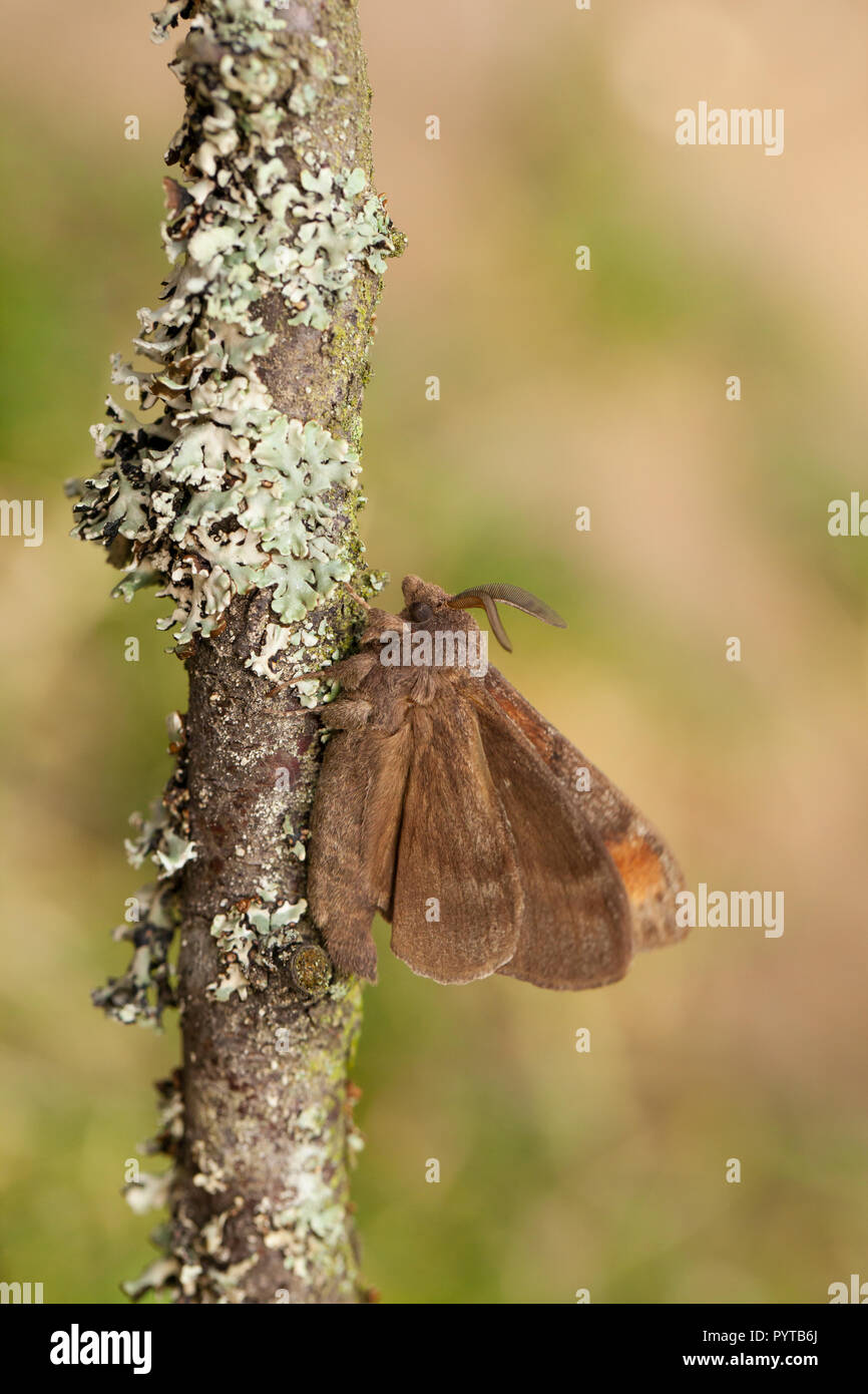 Lappet moth pine tree hi-res stock photography and images - Alamy