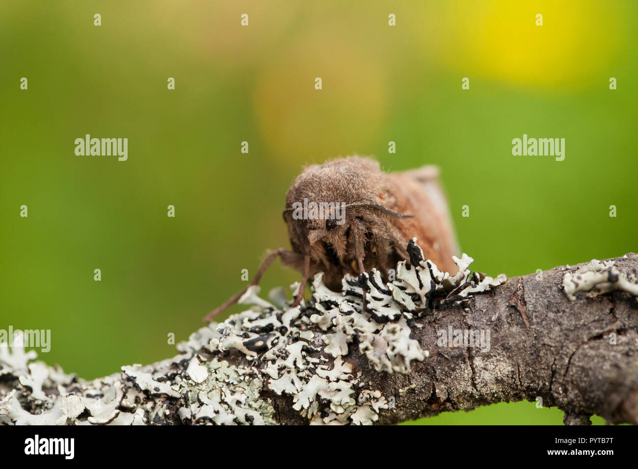 Pine tree lappet moth hi-res stock photography and images - Alamy