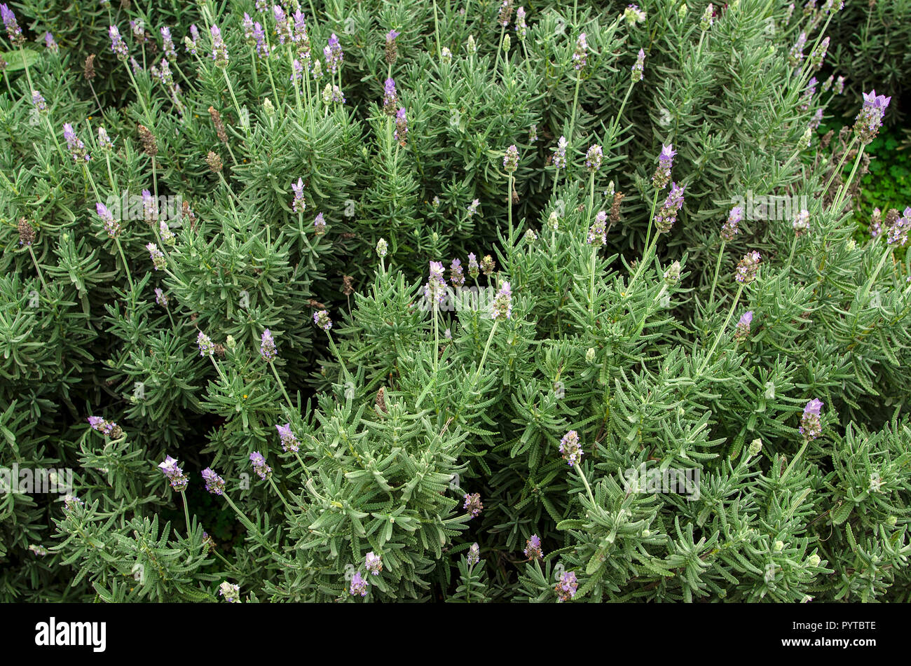 Lavender farm, Cameron highland, Malaysia - Lavender flowers in the ...