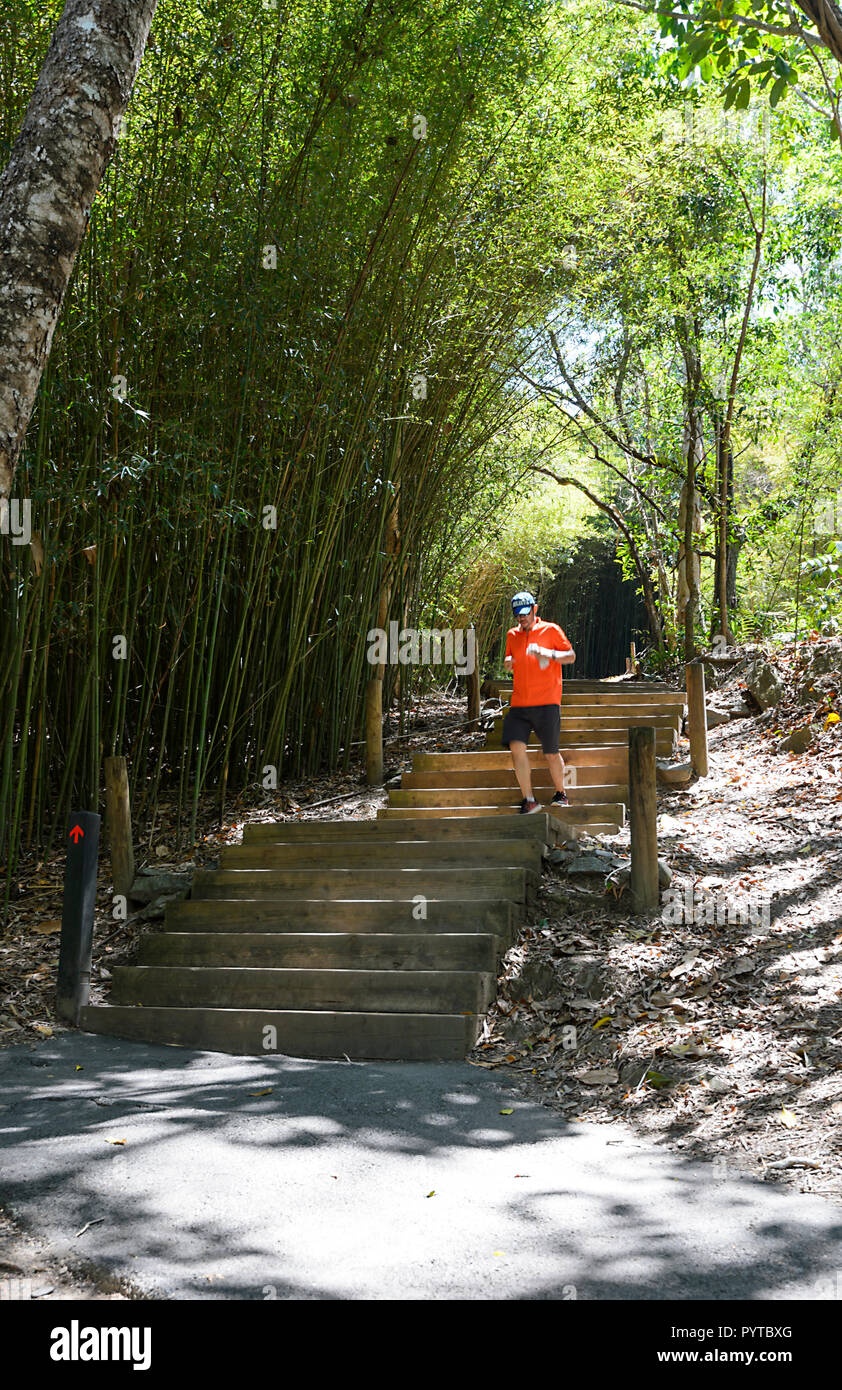 Male jogger running on the popular Red Arrow walking trail, Mt ...