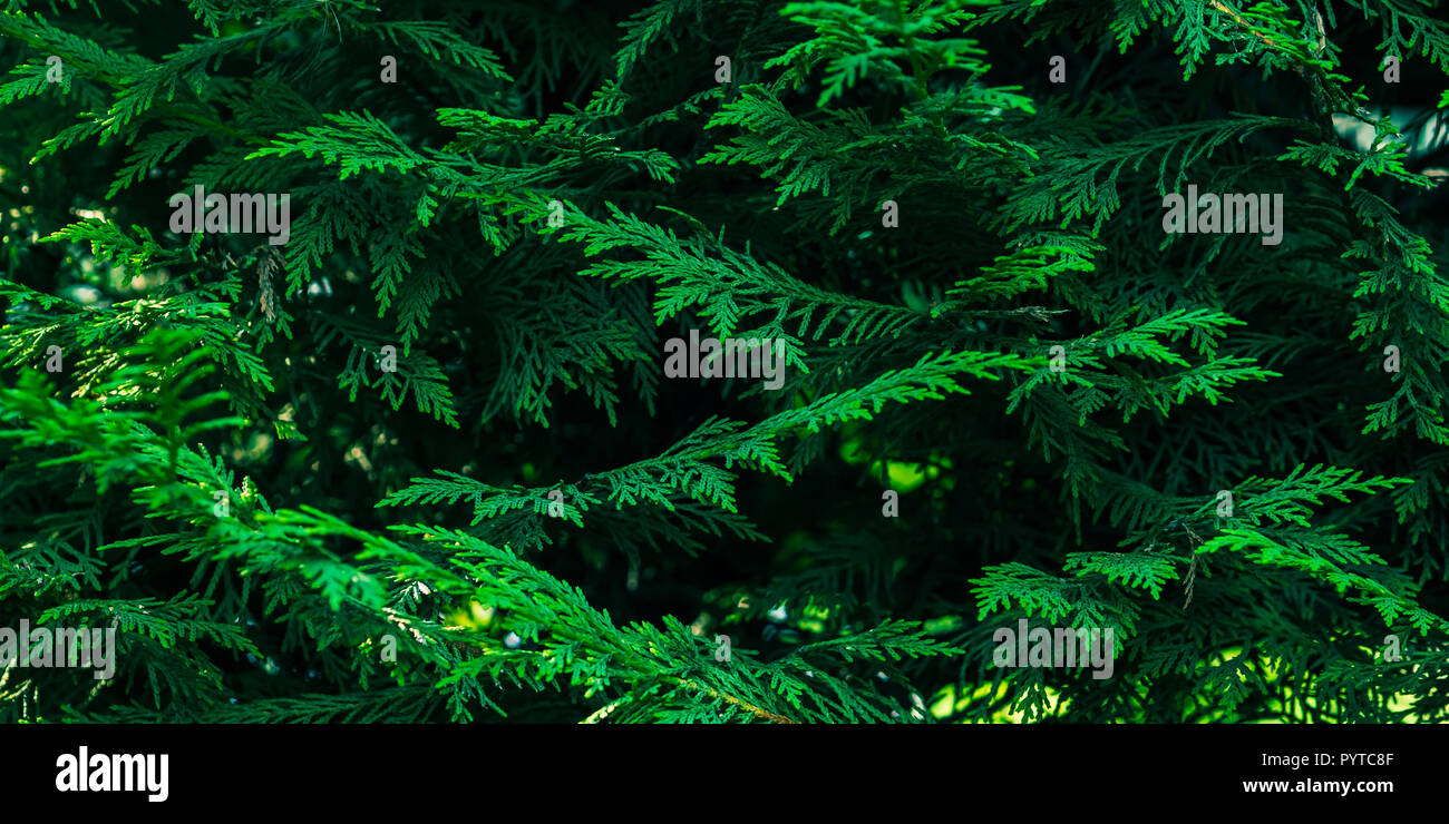 Green fir tree winter christmas background. Branches texture. Forest ...