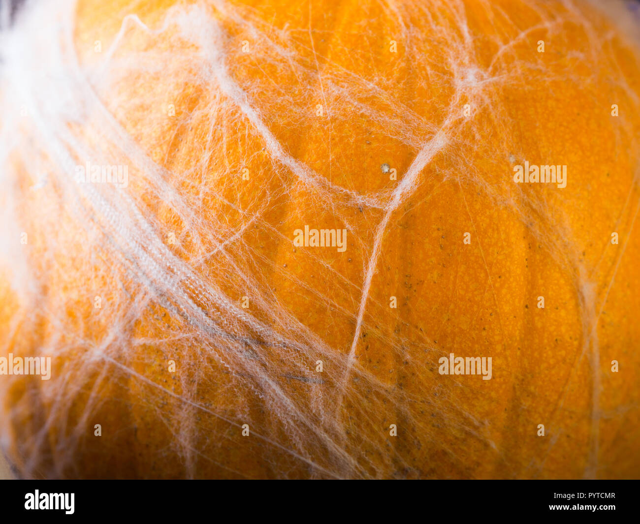 Halloween squash with spider net. Holiday spooky background Stock Photo ...