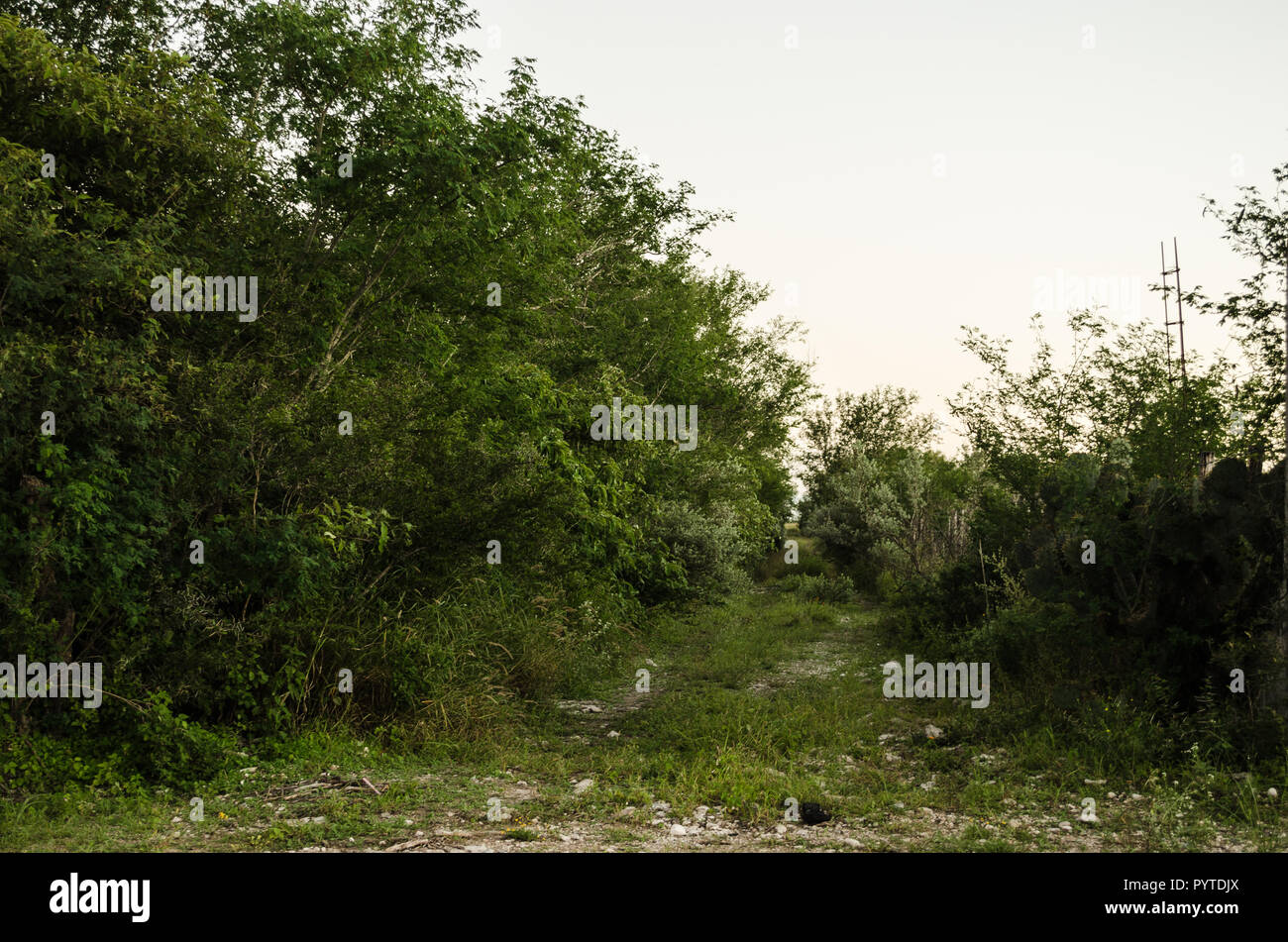 Natural path of green leaves, clear blue sky, in the light of sunset ...