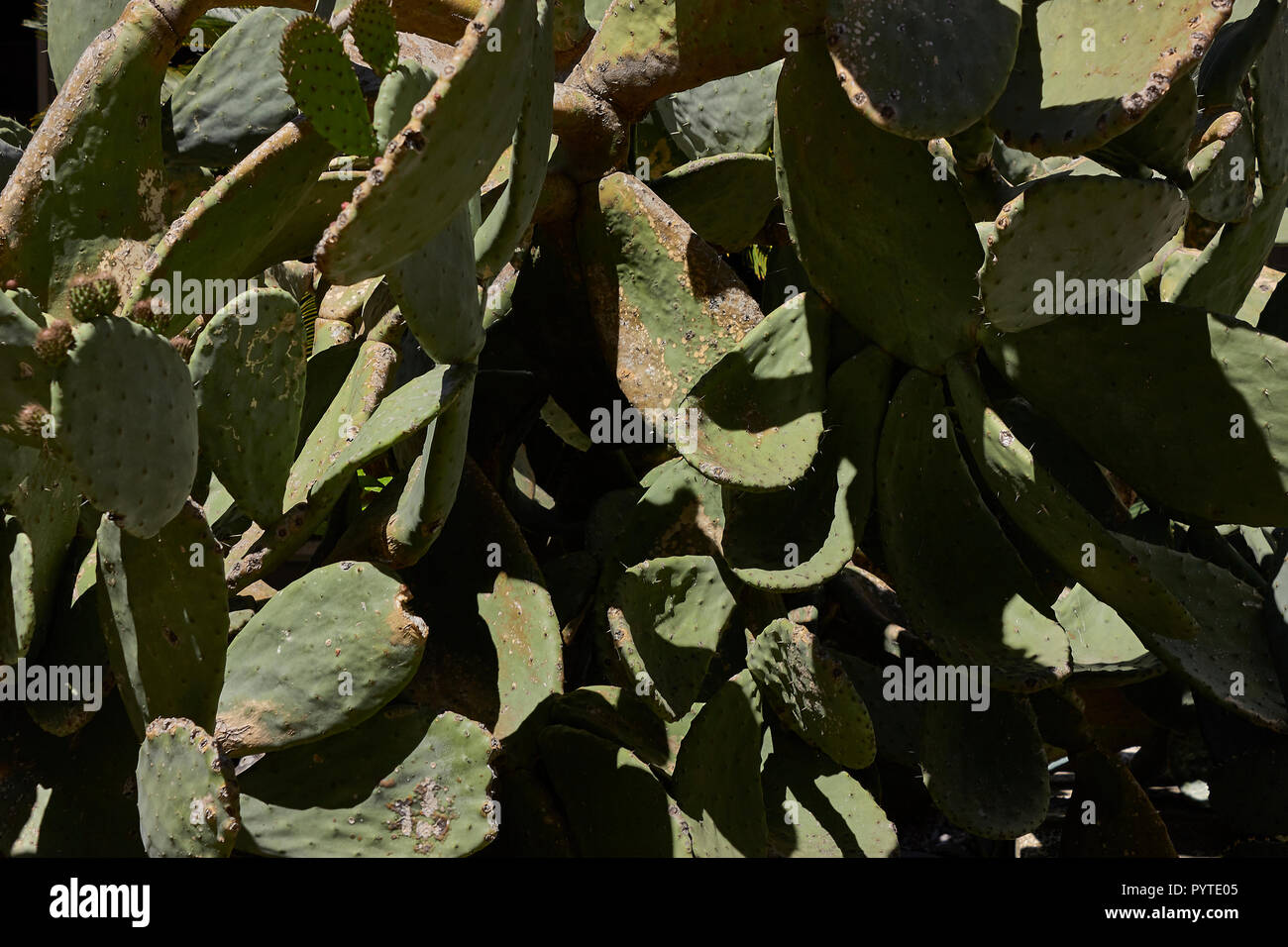 Detail of some cacti in which the details and details of the needles ...