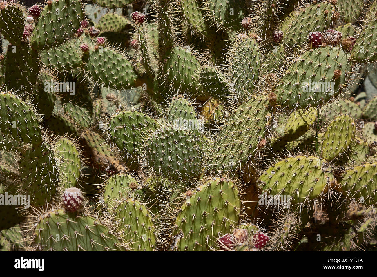 Detail of some cacti in which the details and details of the needles ...
