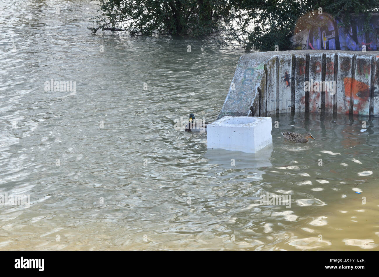Ducks in polluted river water after a flood in an urban area Stock ...