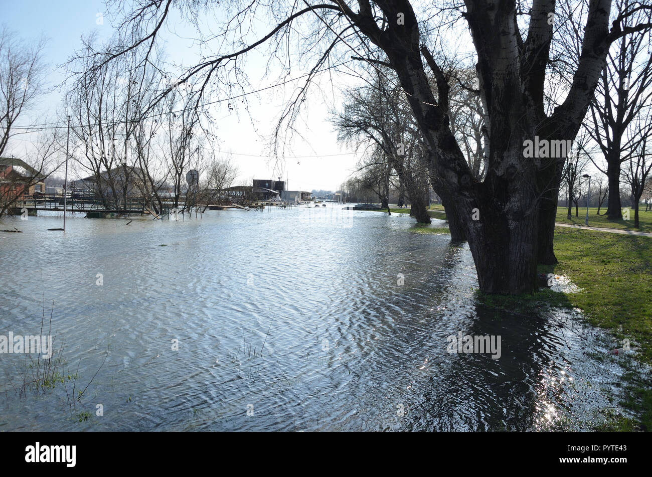River water during a flood with flooded trees on a river bank Stock ...