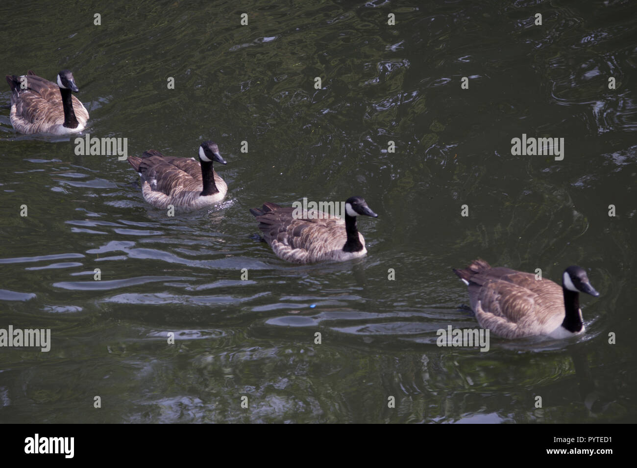 Four geese swimming in a row in Lee Valley Marina in Springfield Park ...