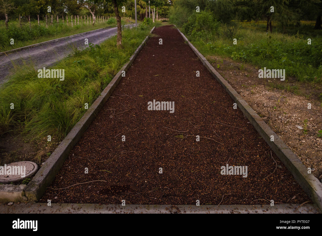Path of small red stones, many green trees background, path of life ...