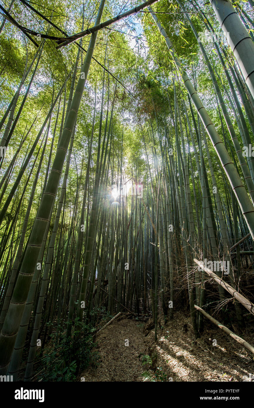 Ancient bamboo forest hi-res stock photography and images - Alamy