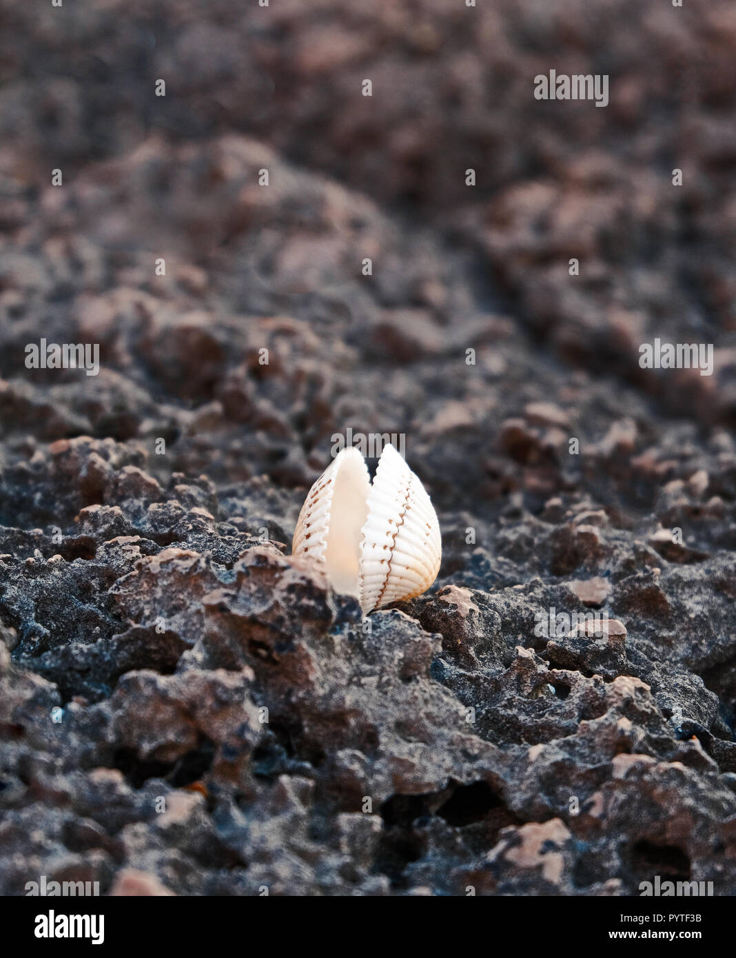 Scallop-shell with open valves lying on encient eroded rock in twilight ...