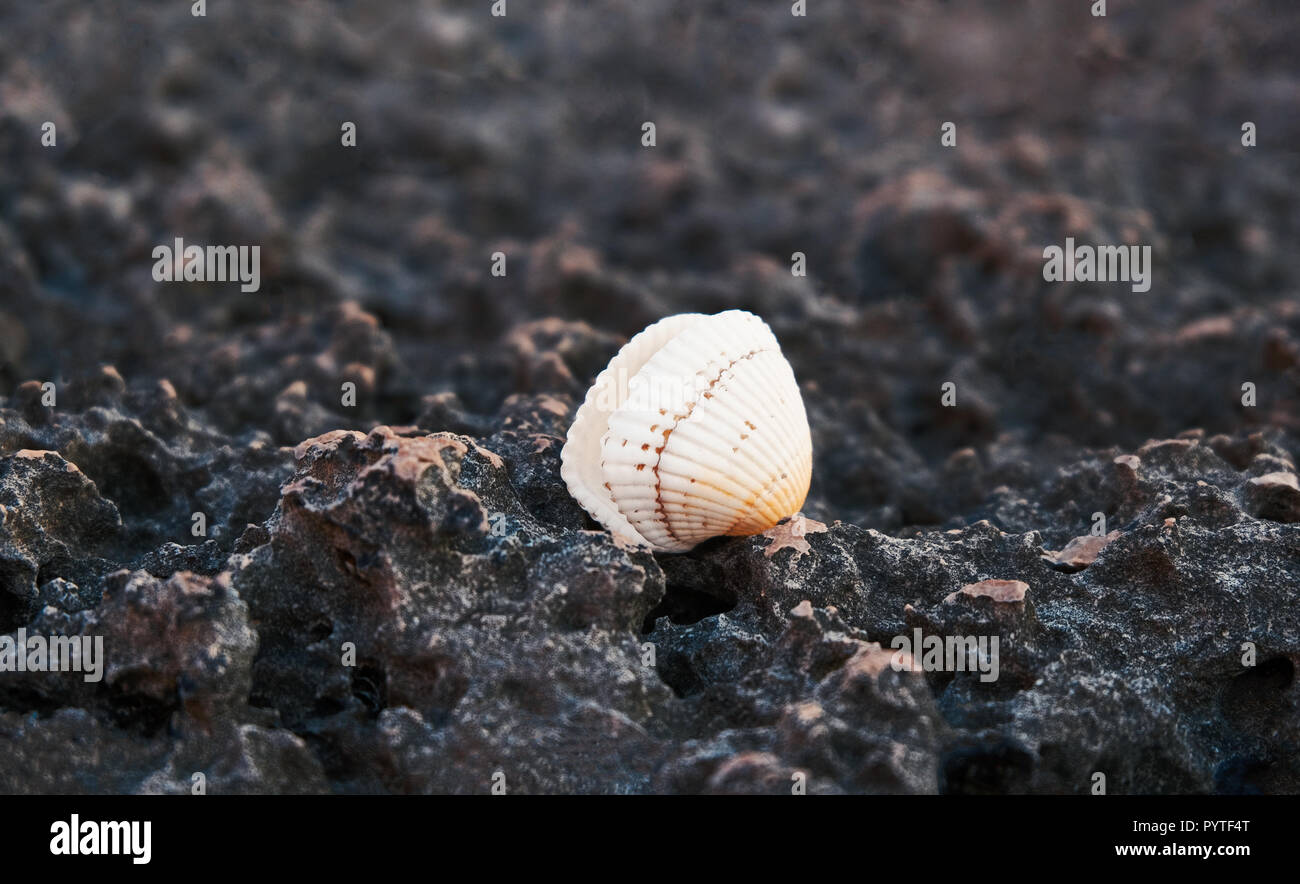 Sea-shell with open valves lying on ancient eroded rock in twilight ...
