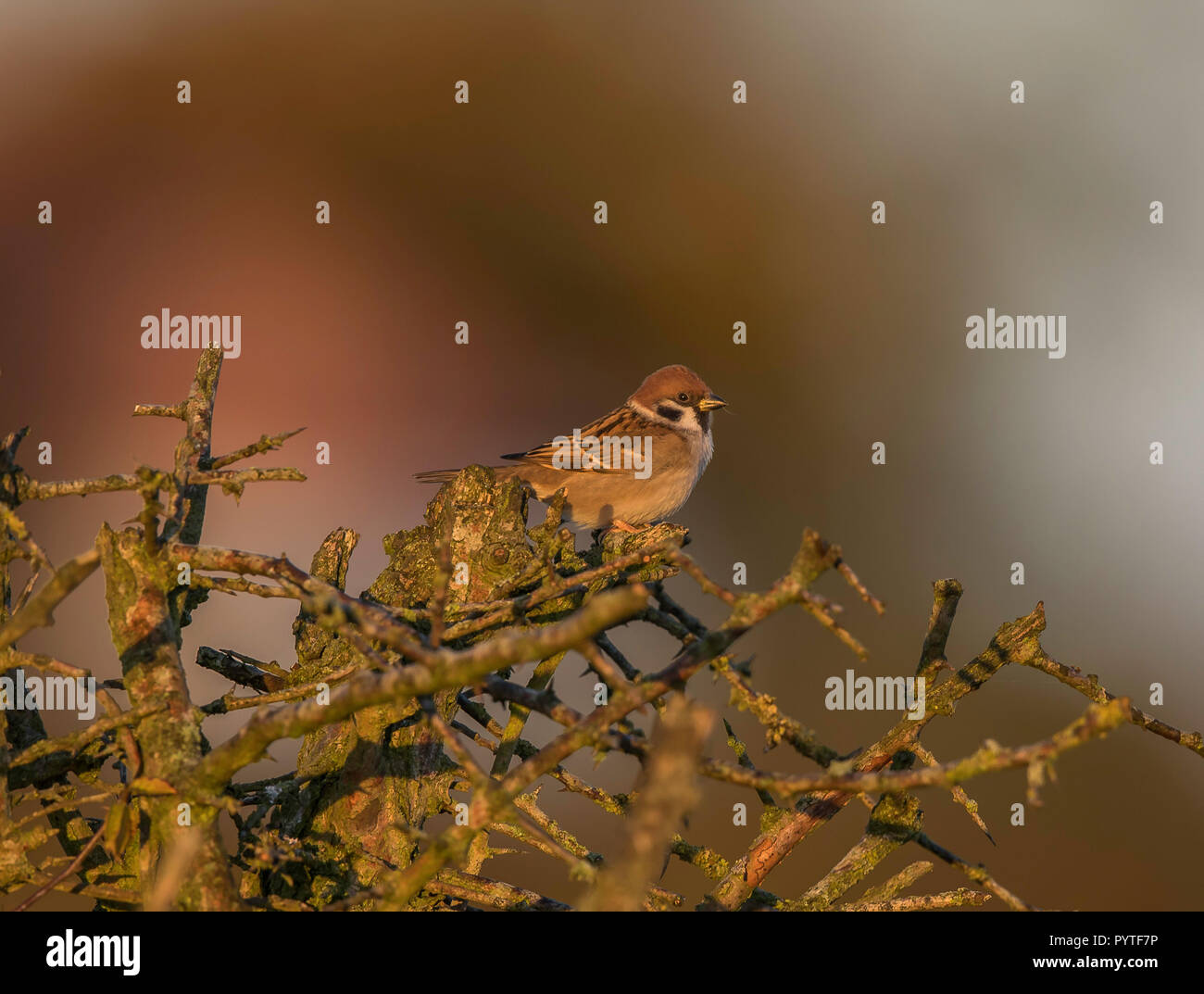 Golden crown sparrow hi-res stock photography and images - Alamy