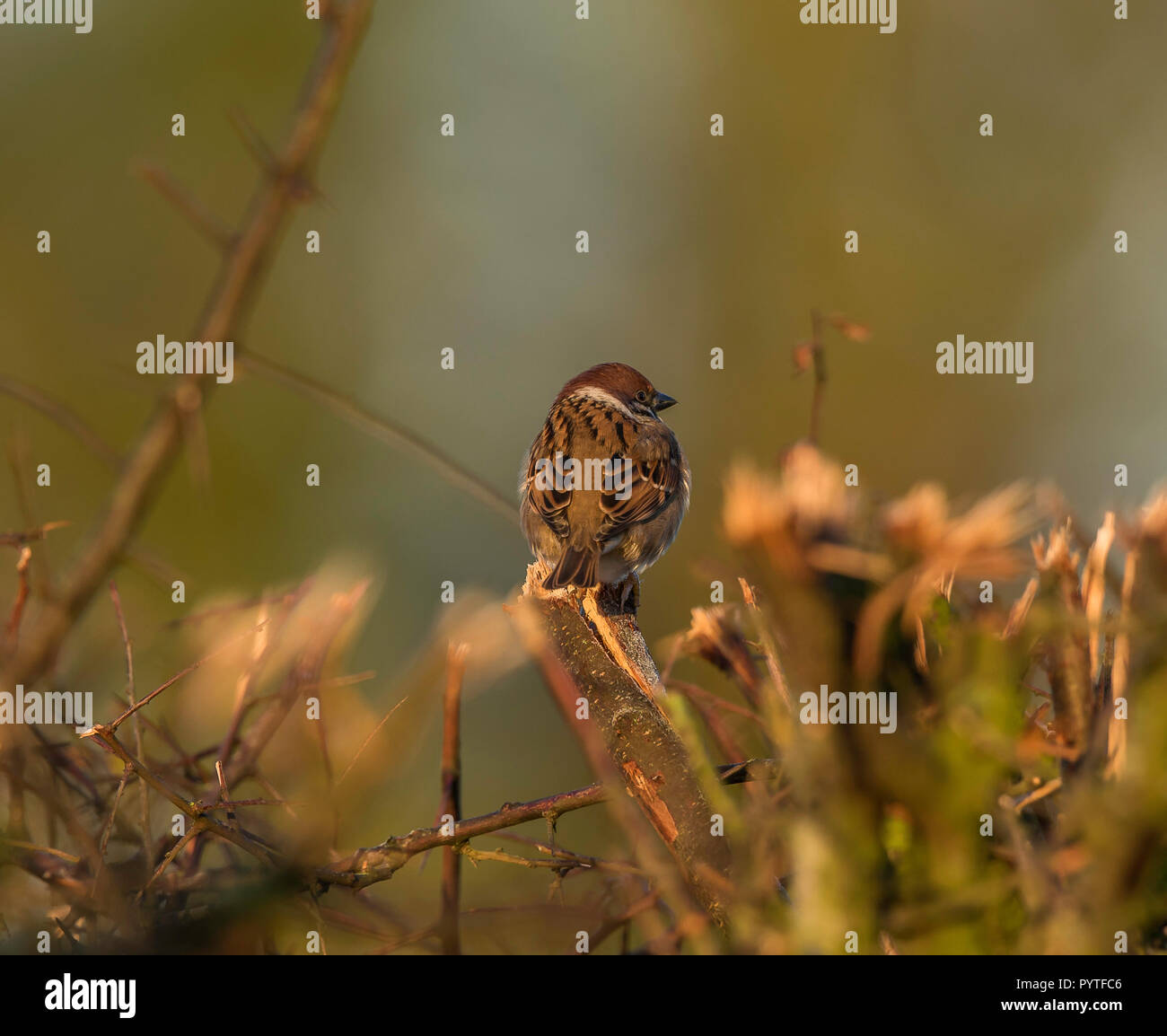 Golden crown sparrow hi-res stock photography and images - Alamy