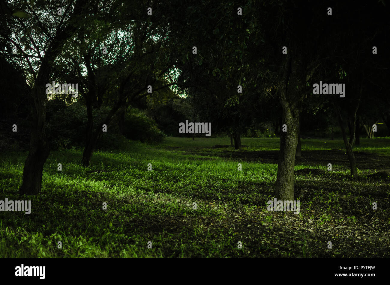Forest in the light of the night, group of trees inside the shadows in ...