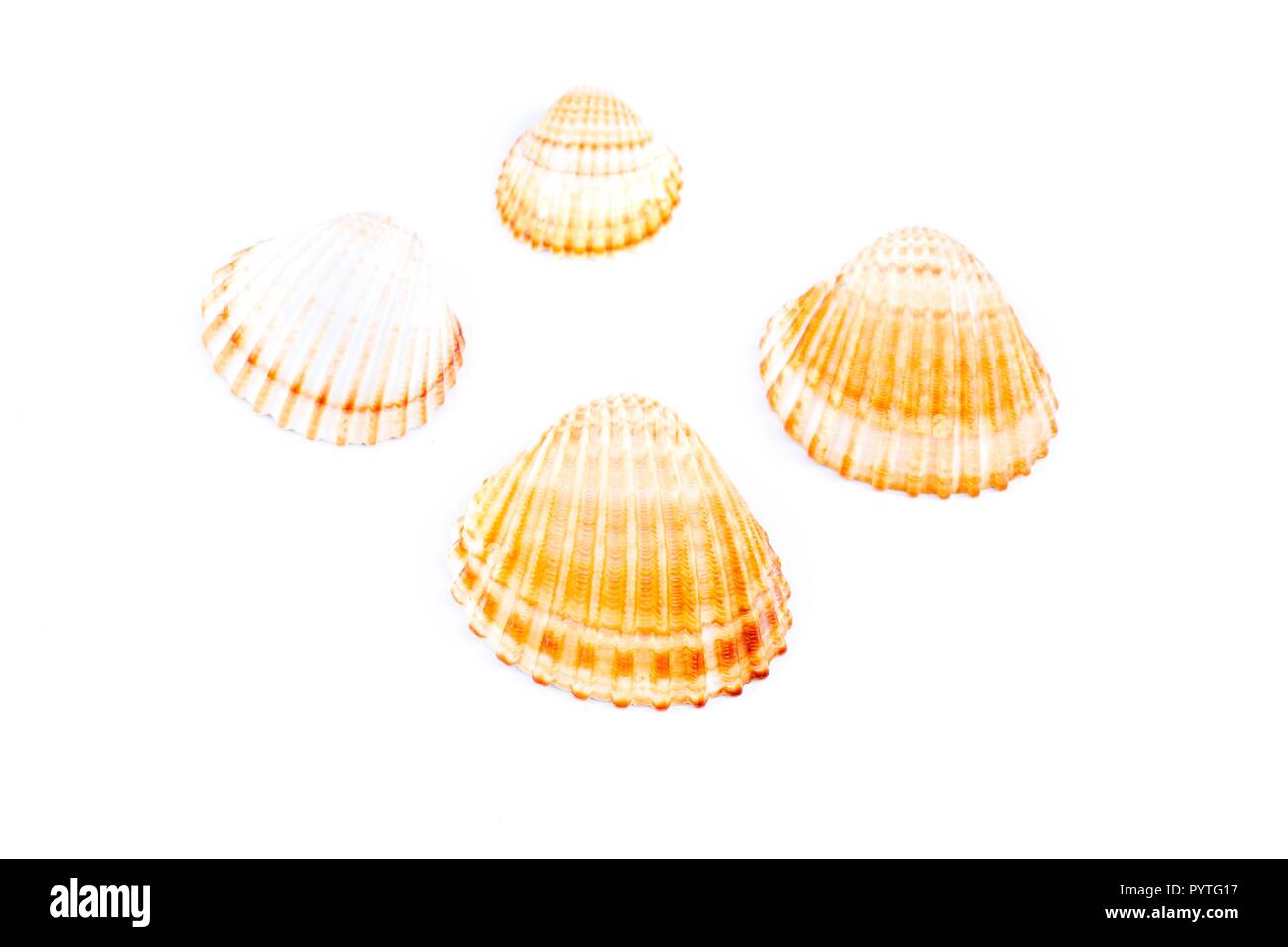 Nature shells hi-res stock photography and images - Alamy