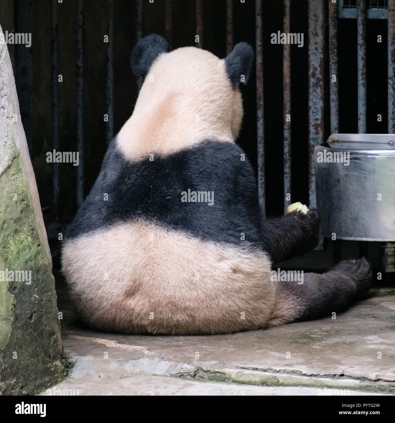 Baby Panda Sitting Back