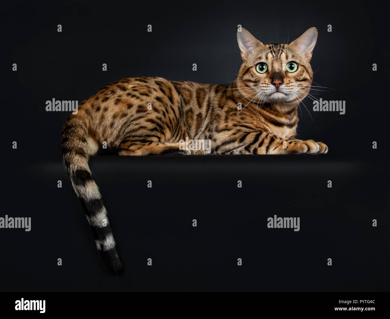 Handsome shiny male bengal cat hi-res stock photography and images - Alamy