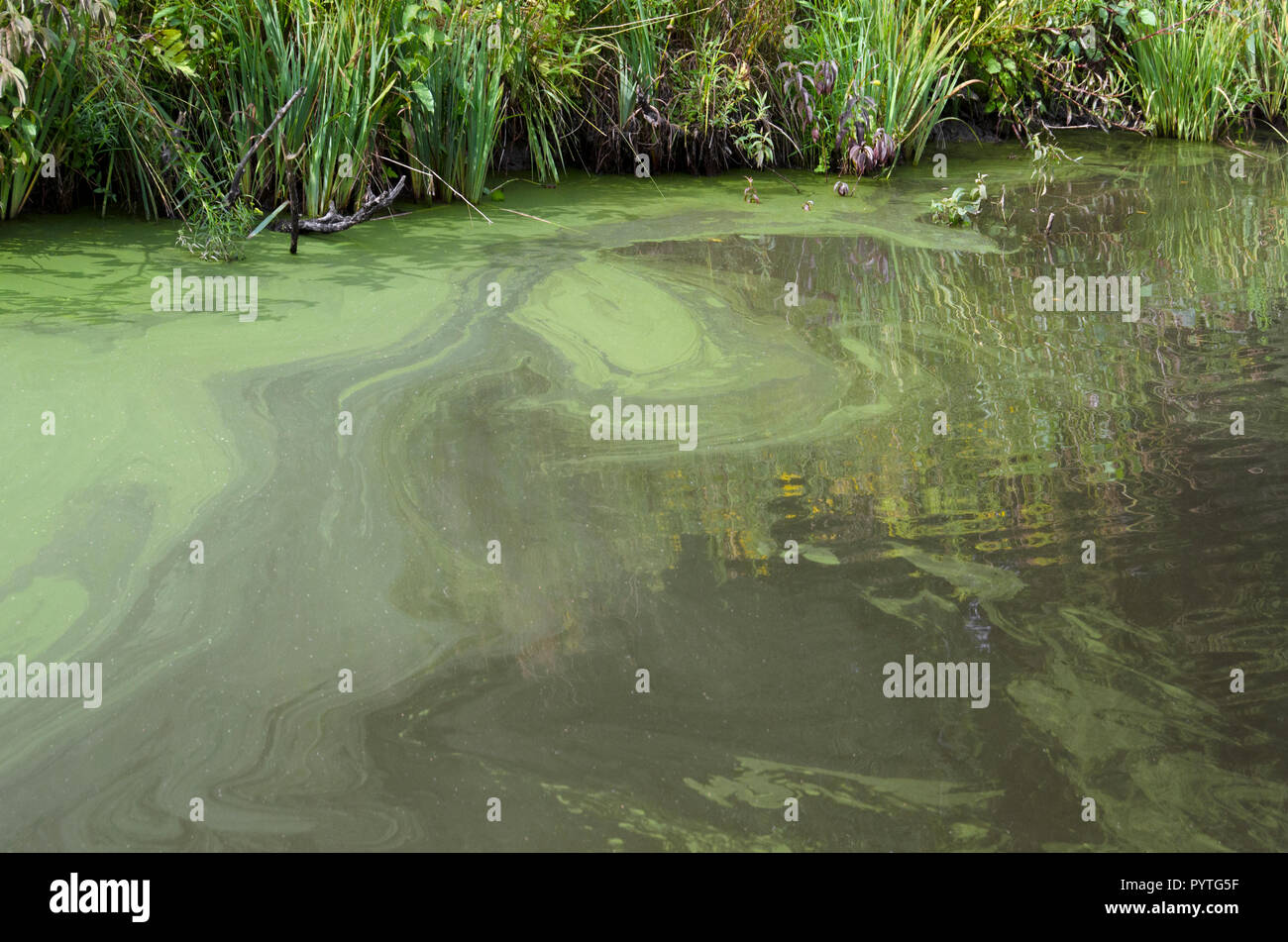 Pond scum hi-res stock photography and images - Alamy