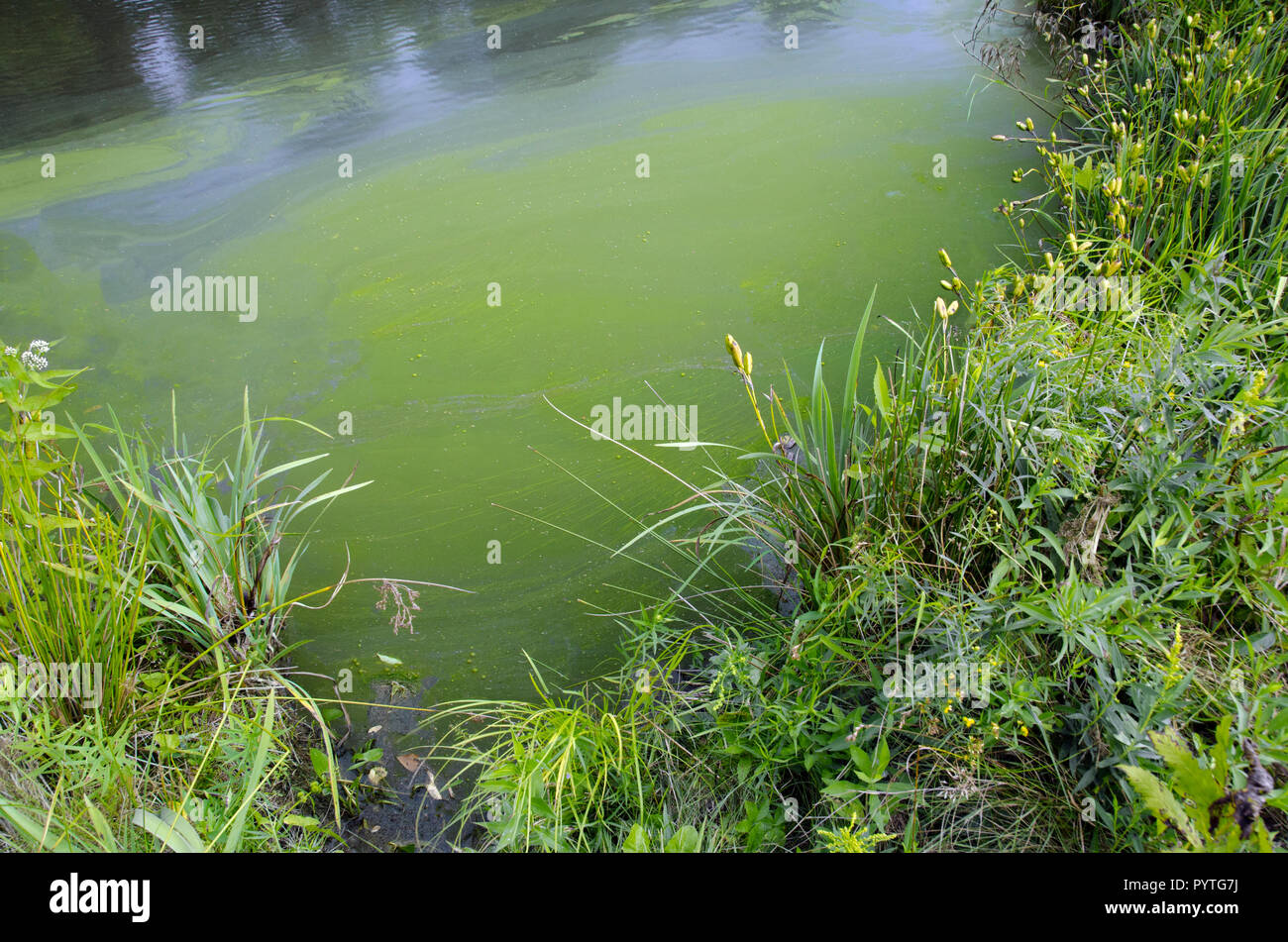 Blue green algae hi-res stock photography and images - Alamy