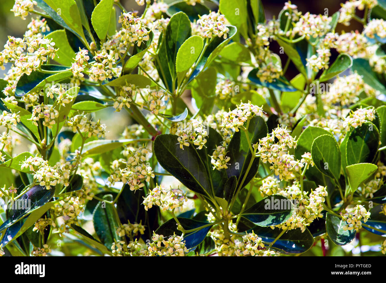 Foliage and flowers of Australian laurel (Pittosporum tobira Stock ...