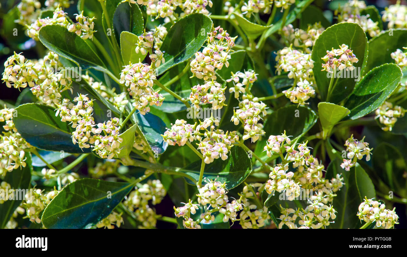 Foliage and flowers of Australian laurel (Pittosporum tobira Stock ...