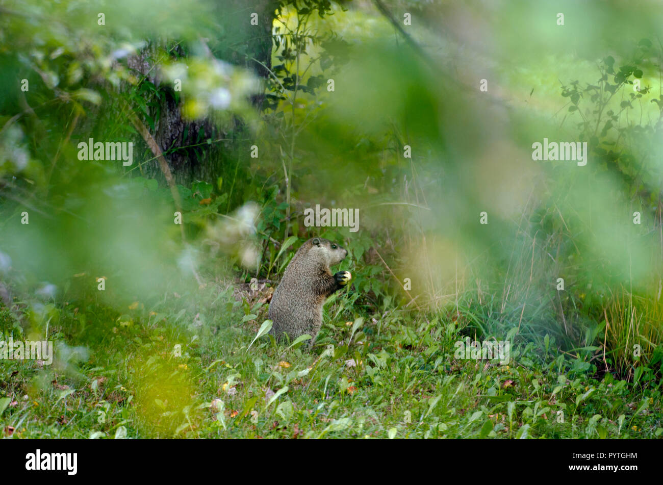 Groundhog or woodchuck eating an apple Stock Photo - Alamy
