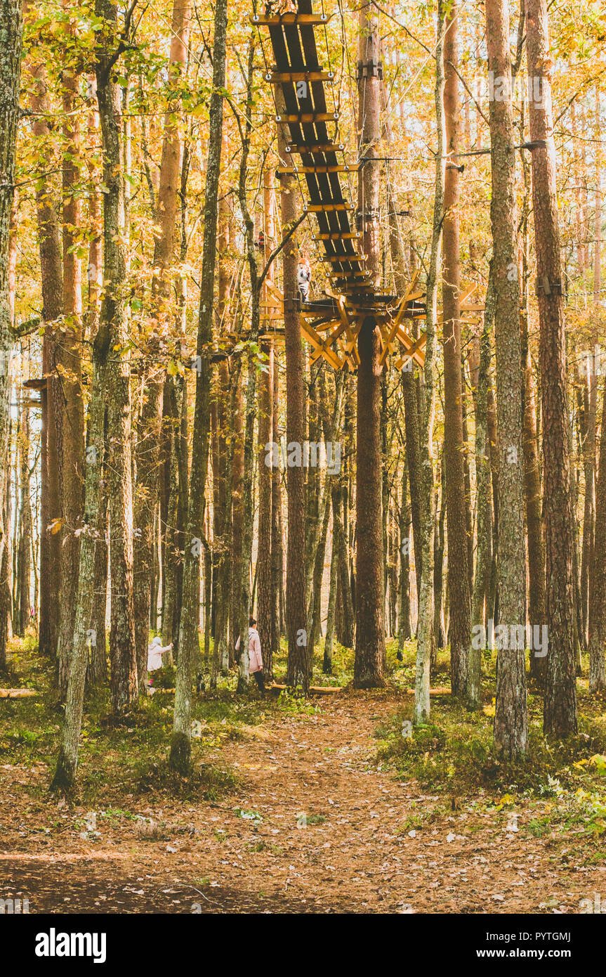 Tree top trail. path in the tress. Active sports. Recreation. Autumn ...