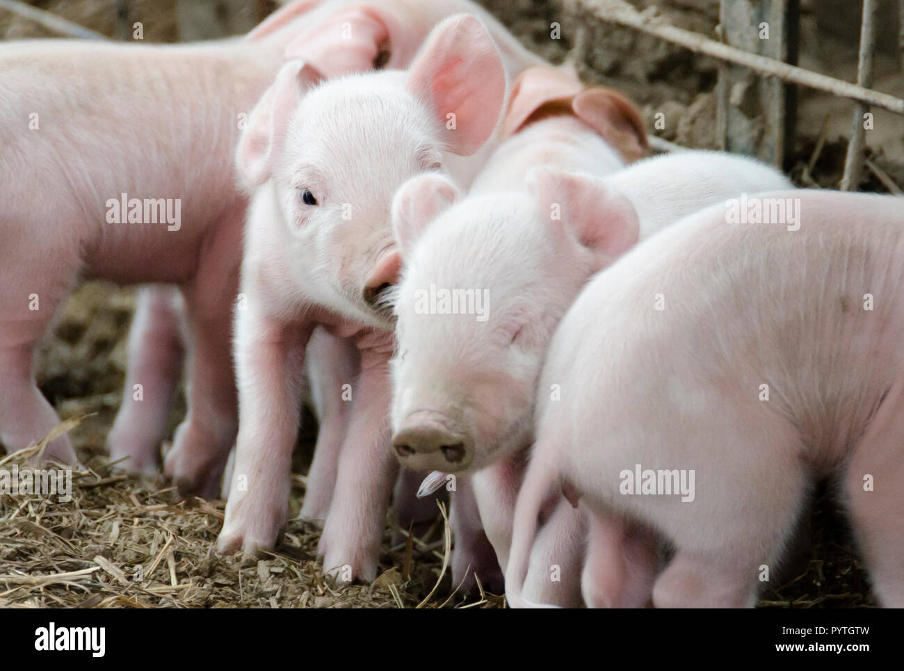 Brown piglet hi-res stock photography and images - Alamy