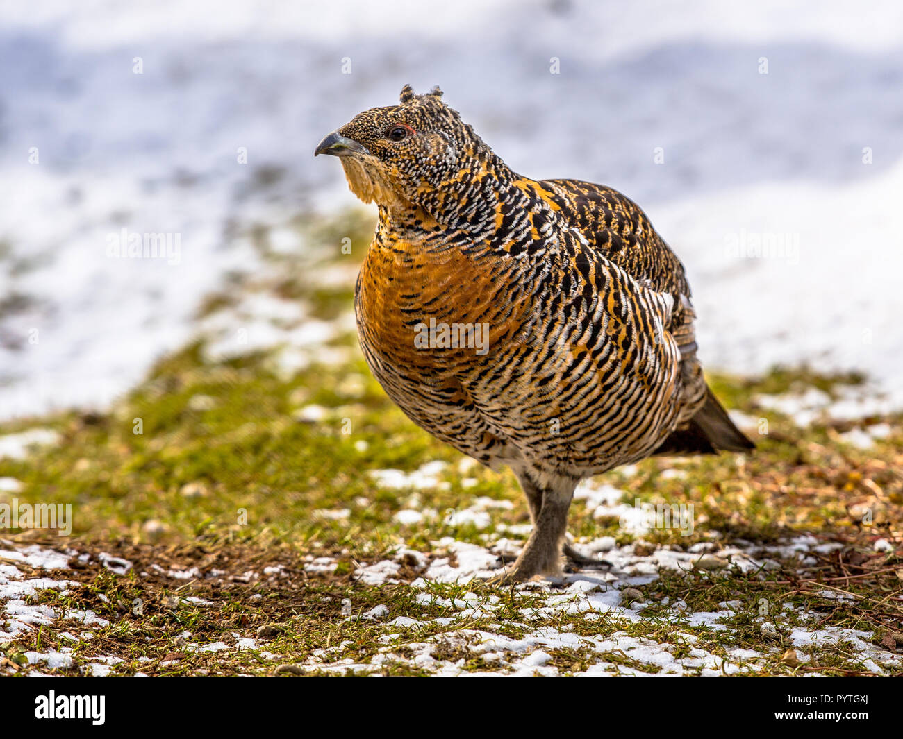 Female Western capercaillie (Tetrao urogallus) in snow, this bird is ...